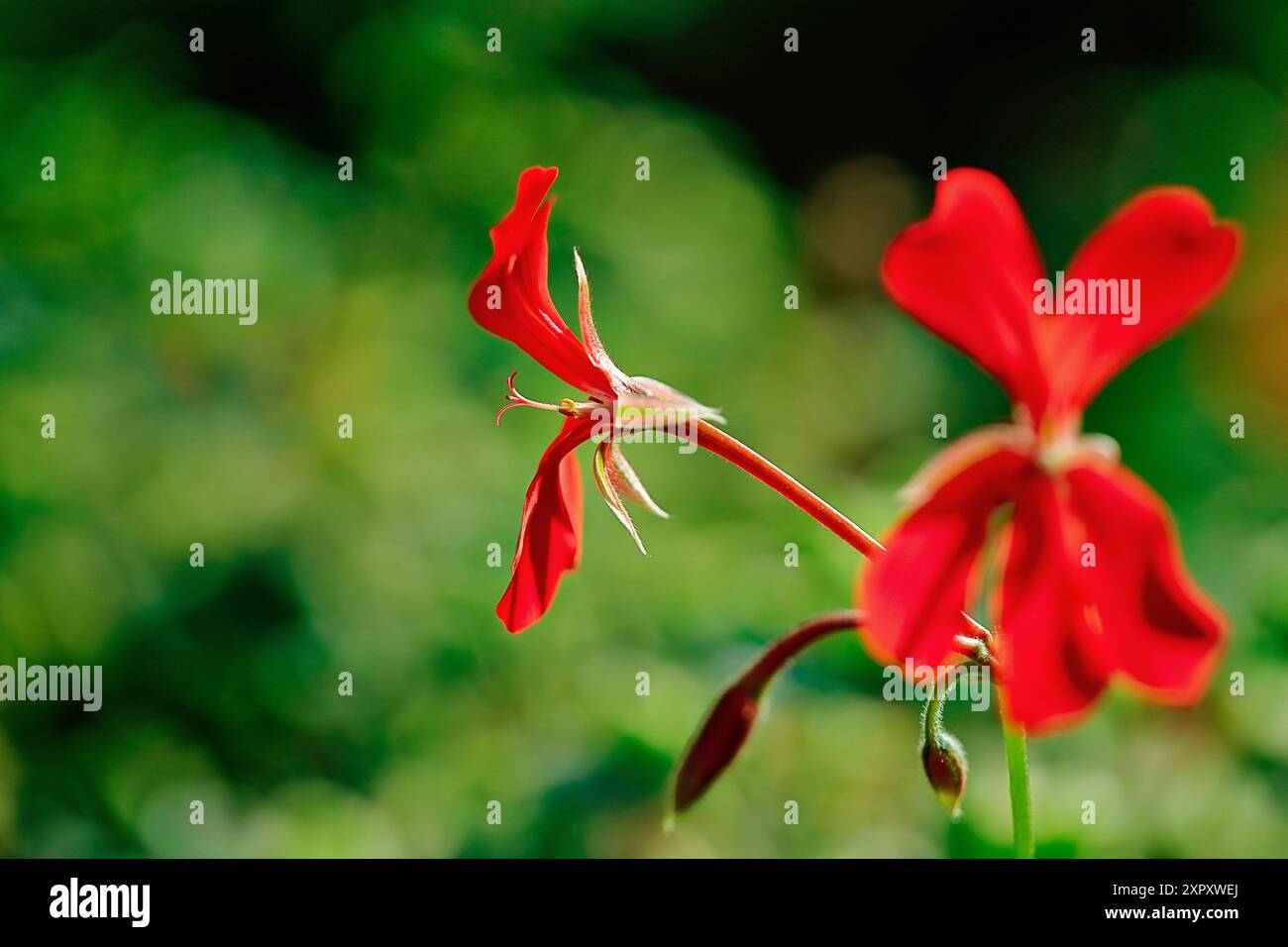 Ivy-leaved Geranium (Pelargonium peltatum 'Ville de Paris', Pelargonium ...
