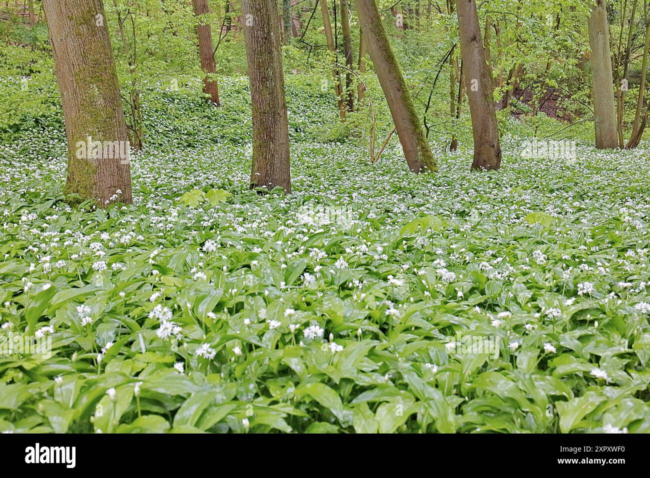 ramson, buckrams, wild garlic, broad-leaved garlic, wood garlic, bear ...