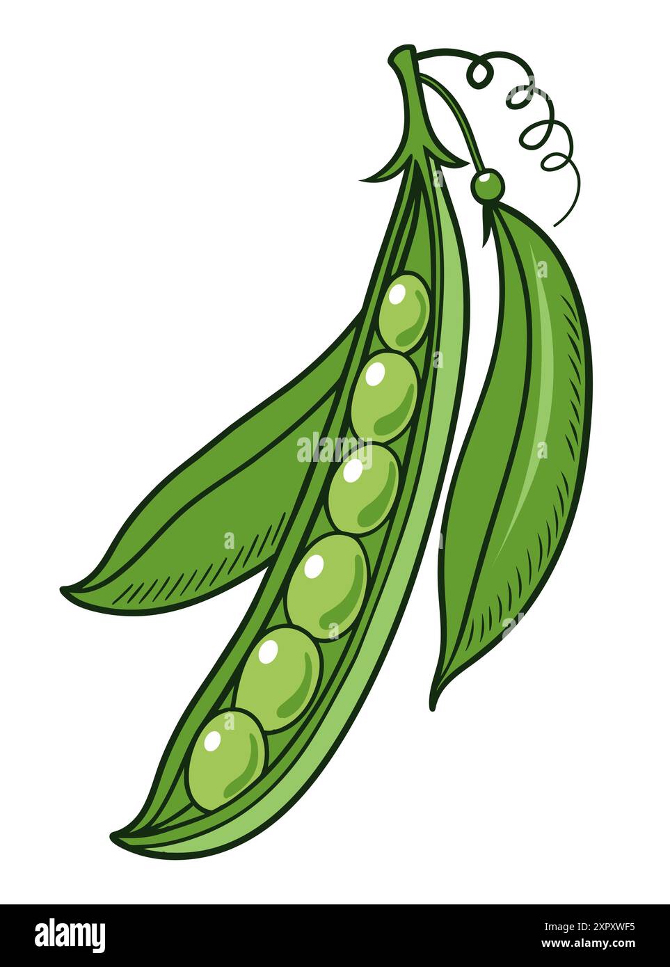 Hand drawn green pea pod. Cartoon style vector illustration Stock ...