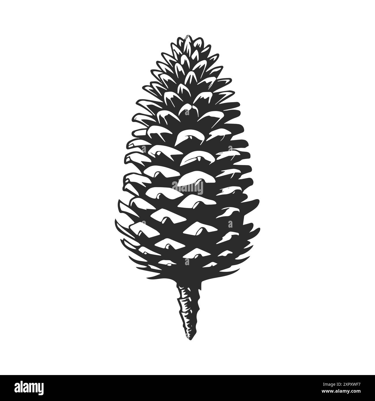 Hand drawn pine cone. Black and white vector illustration Stock Vector ...