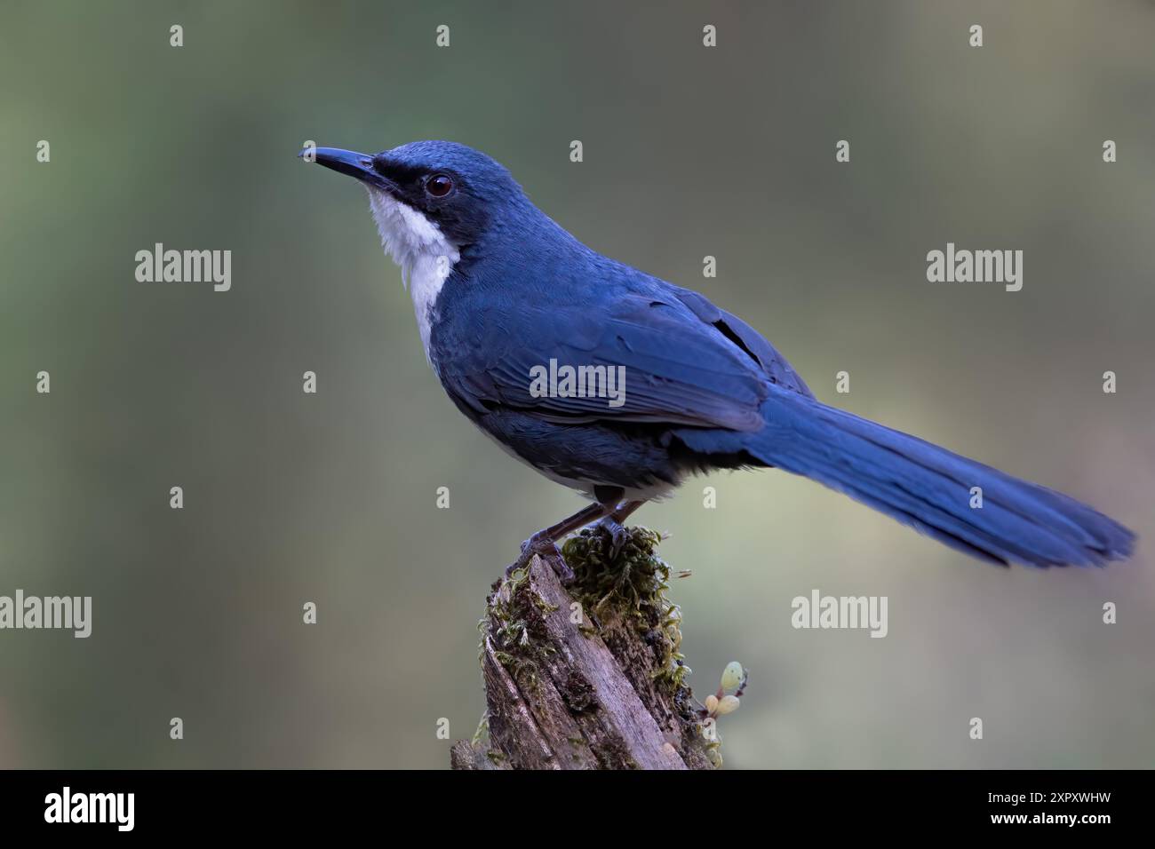 blue-and-white mockingbird (Melanotis hypoleucus), adult sitting on a ...