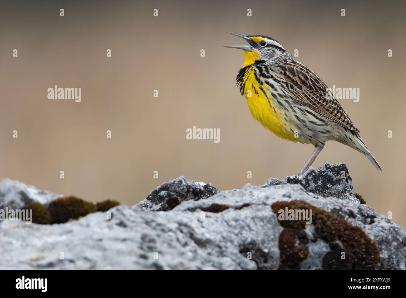 Eastern meadowlark (Sturnella magna), male sitting on a rock, singing ...