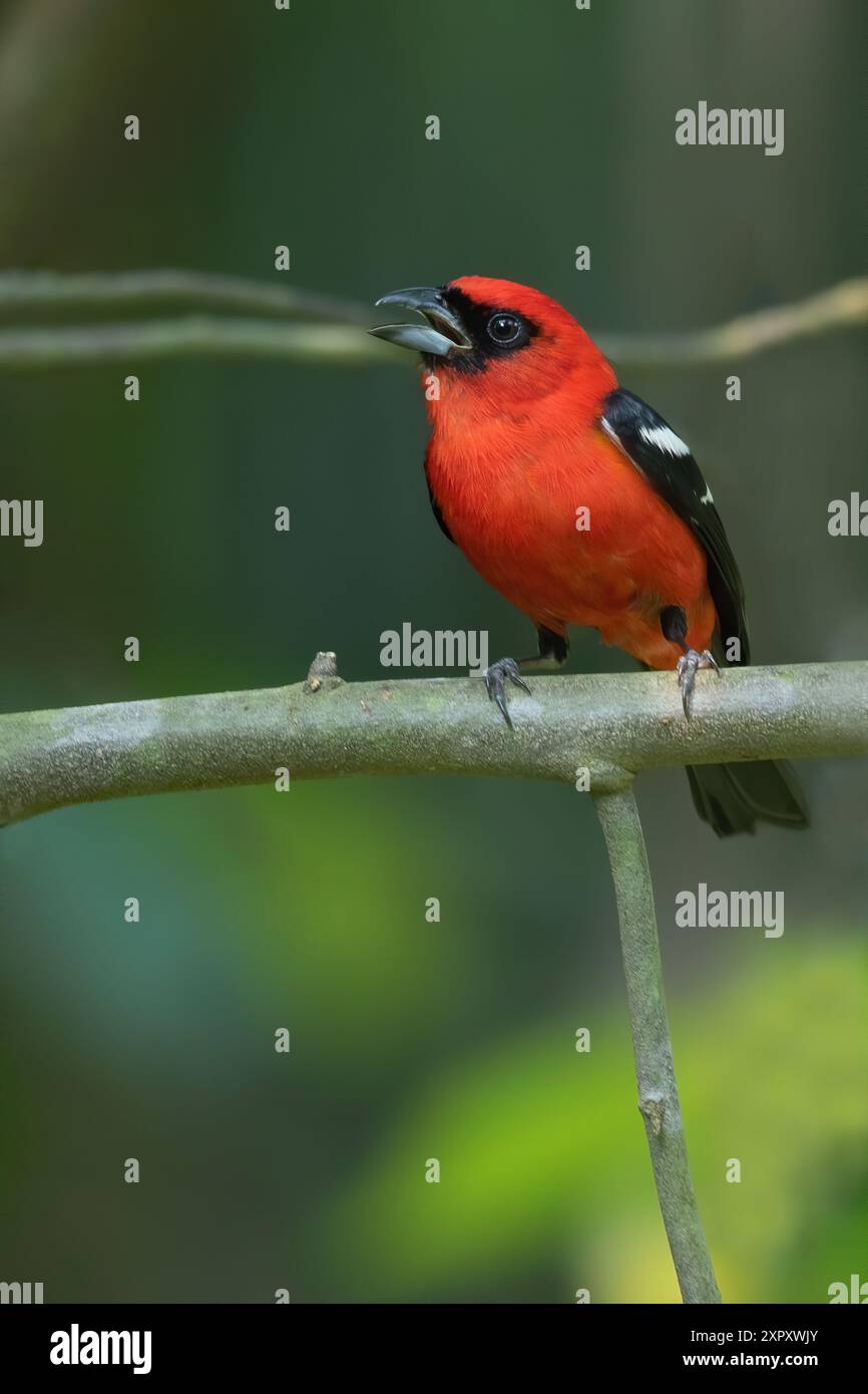 White-winged tanager (Piranga leucoptera), male perched on a branch in ...