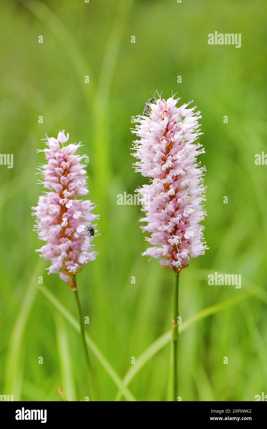 Common bistort, Meadow bistort (Polygonum bistorta, Bistorta ...