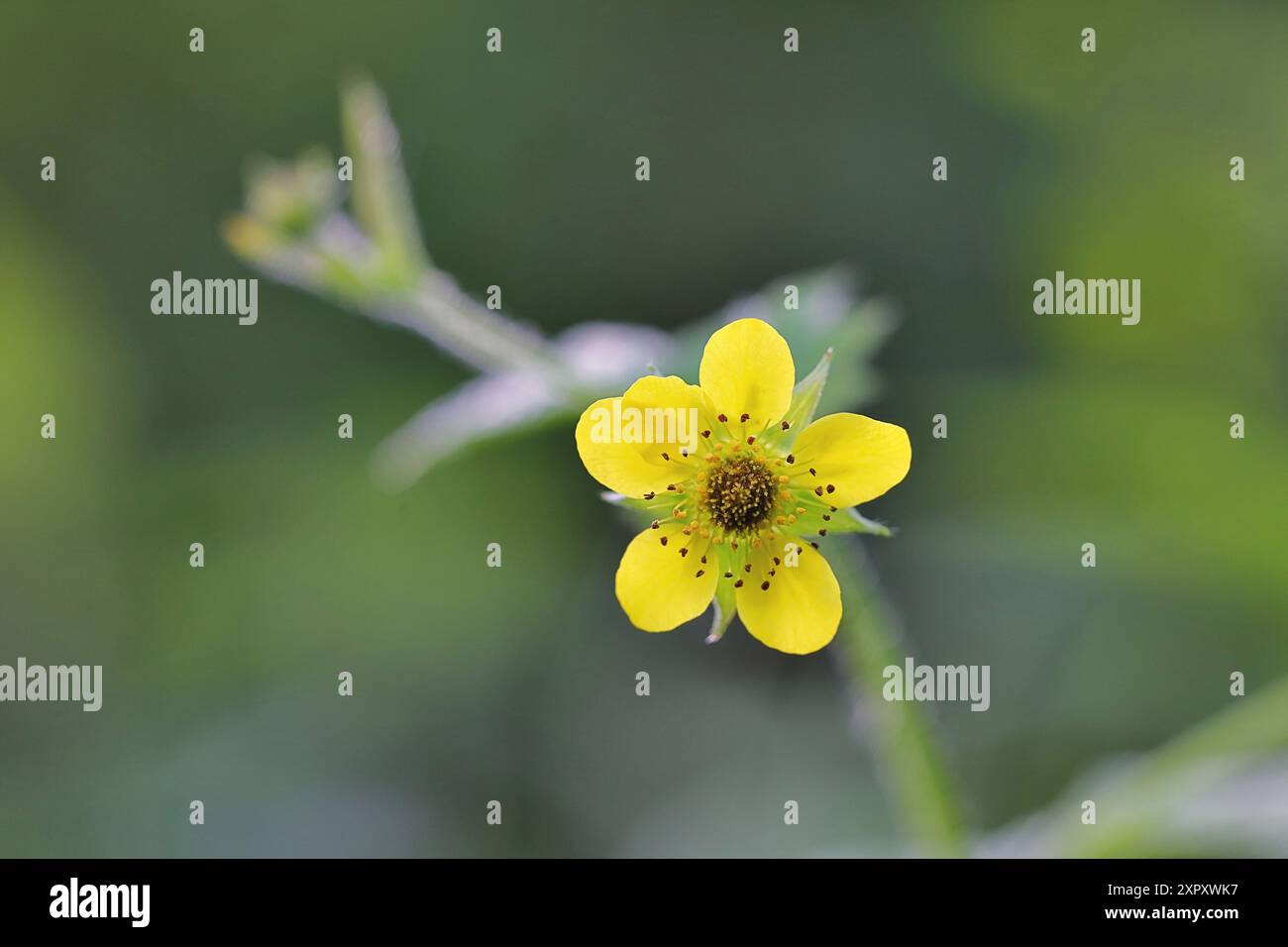 common avens, wood avens, clover-root (Geum urbanum), flower, Germany ...