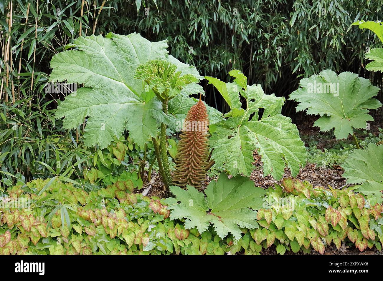 Gunnera manicata mammutblatt haloragaceae hi-res stock photography and ...