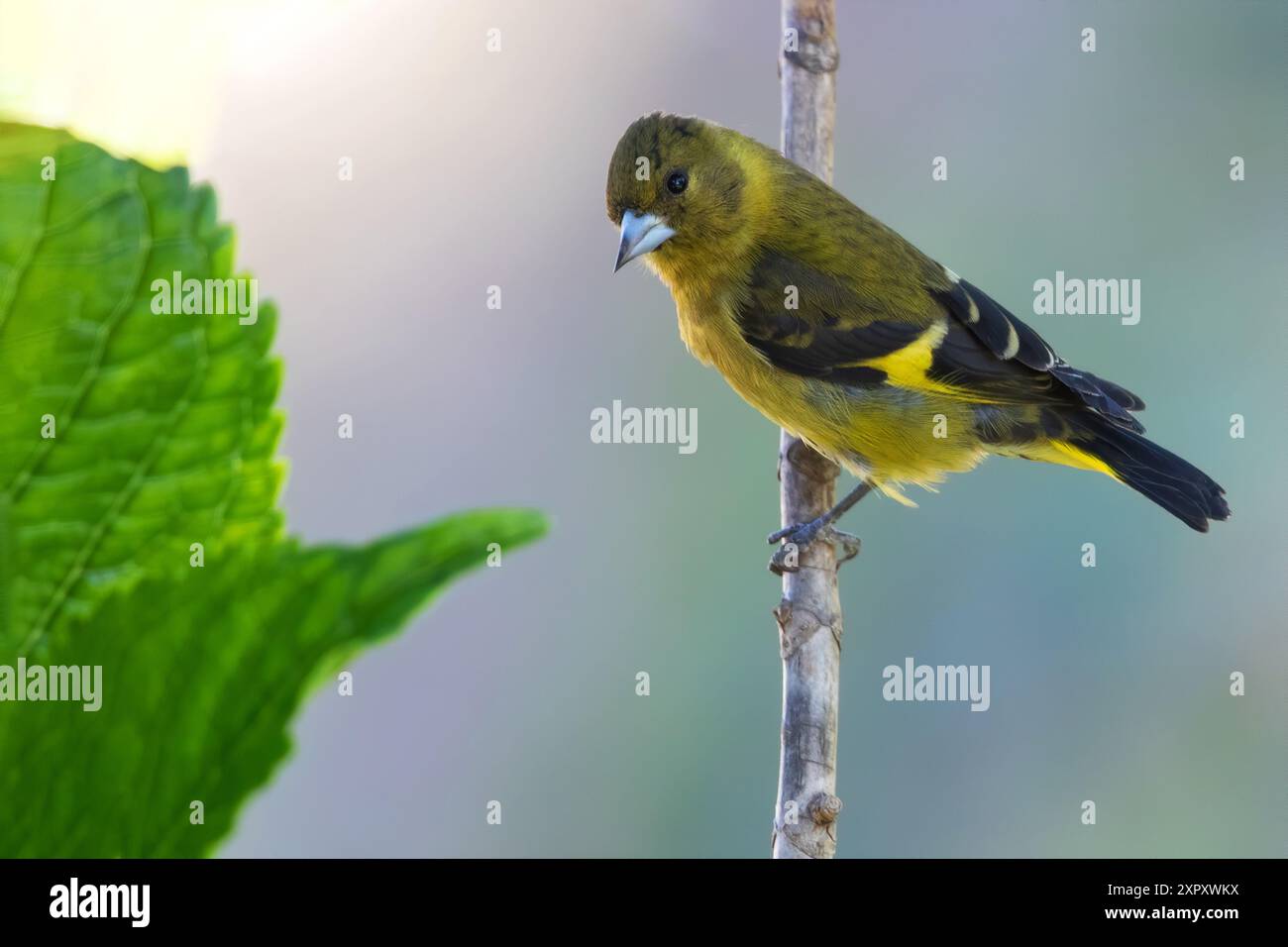 Carduelis notata hi-res stock photography and images - Alamy