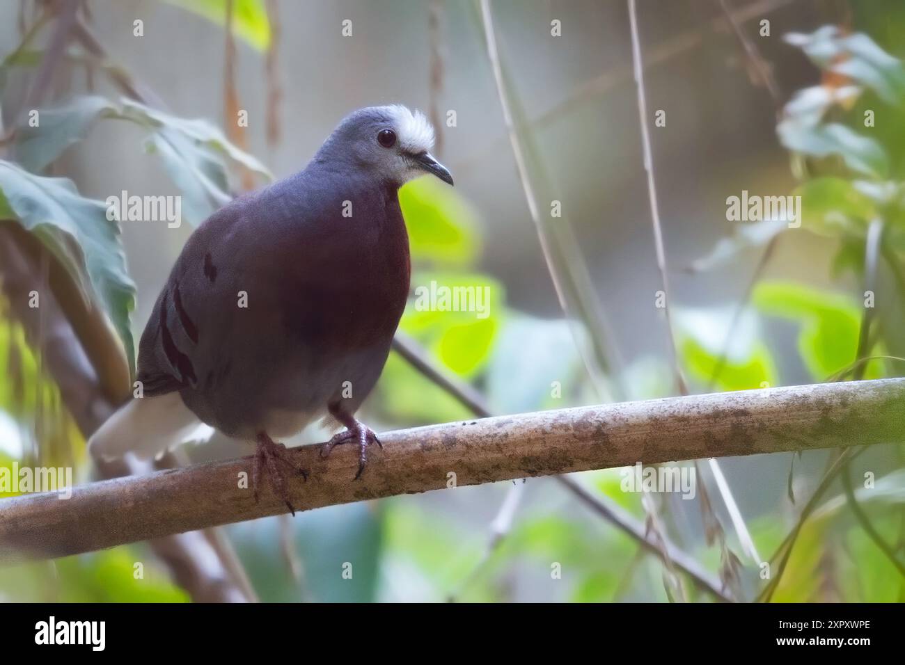 Maroon chested ground doves hi-res stock photography and images - Alamy