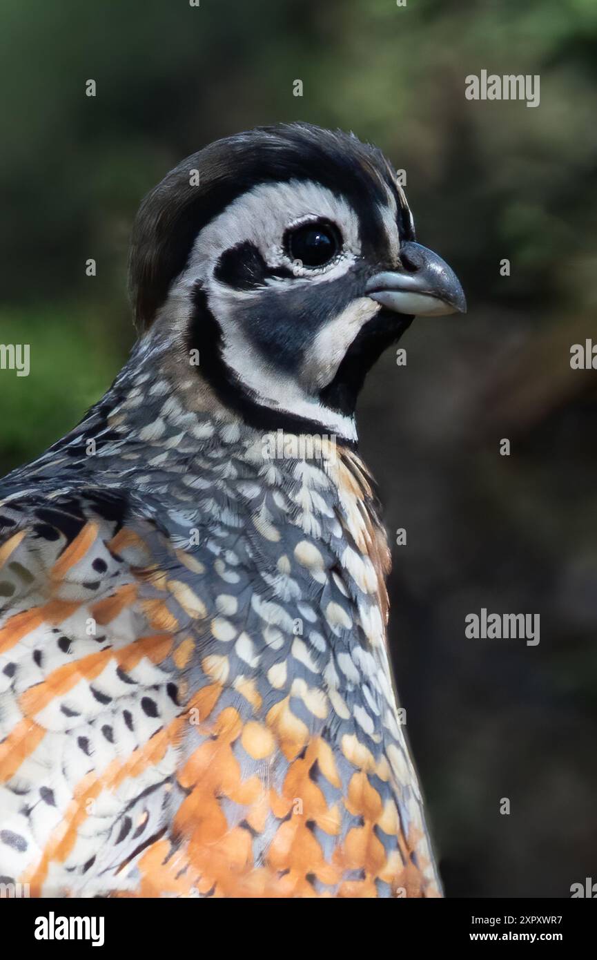 Portrait guatemala hi-res stock photography and images - Alamy