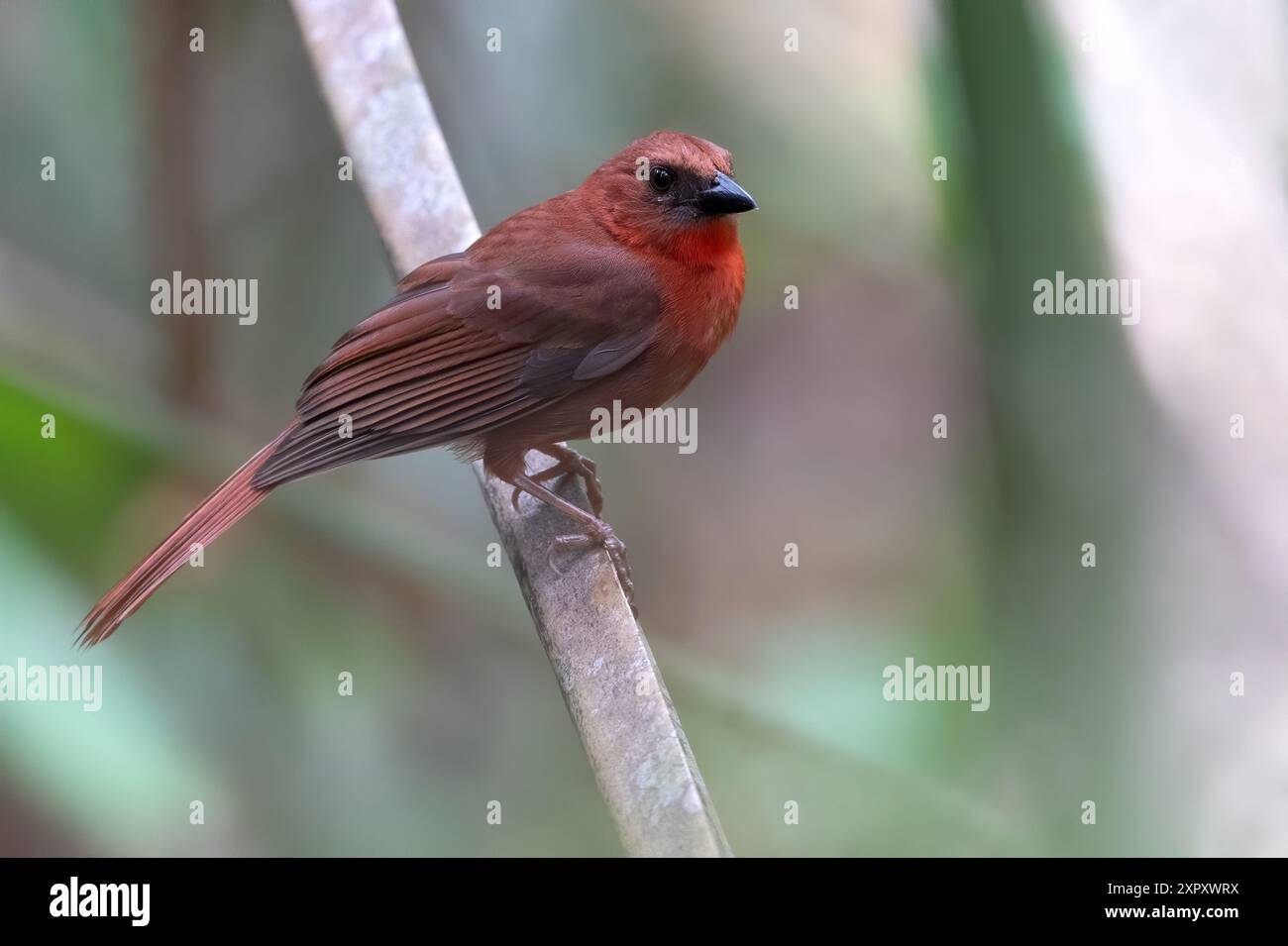Red-throated ant-tanager (Habia fuscicauda), male sitting on a branch ...