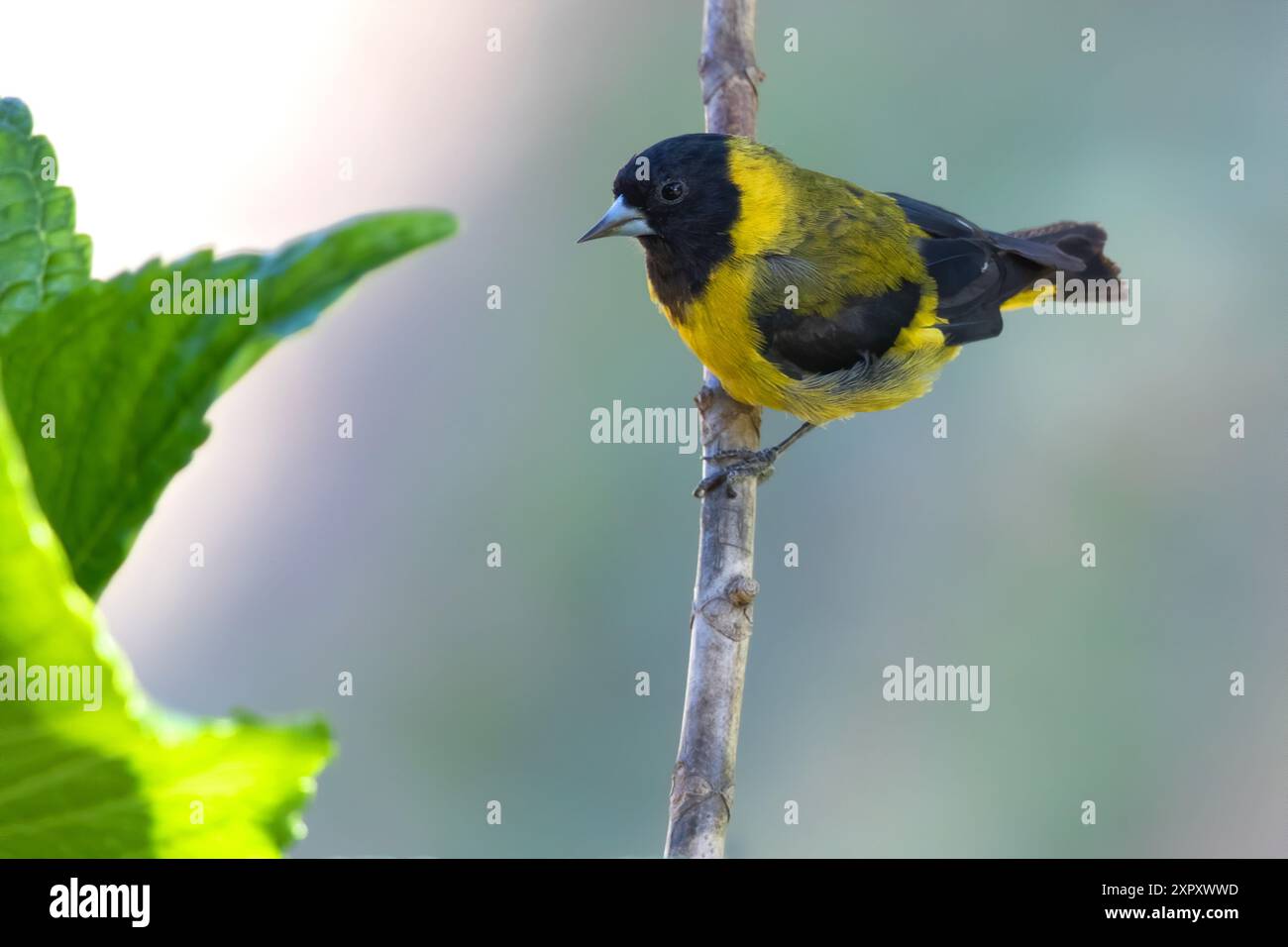 Carduelis notata hi-res stock photography and images - Alamy