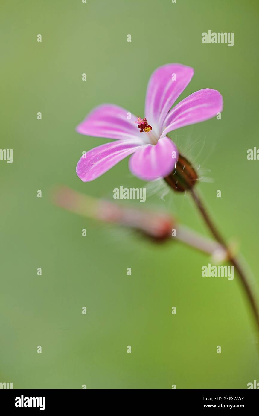 Herb Robert, Red Robin, Death come quickly, Robert Geranium (Geranium ...