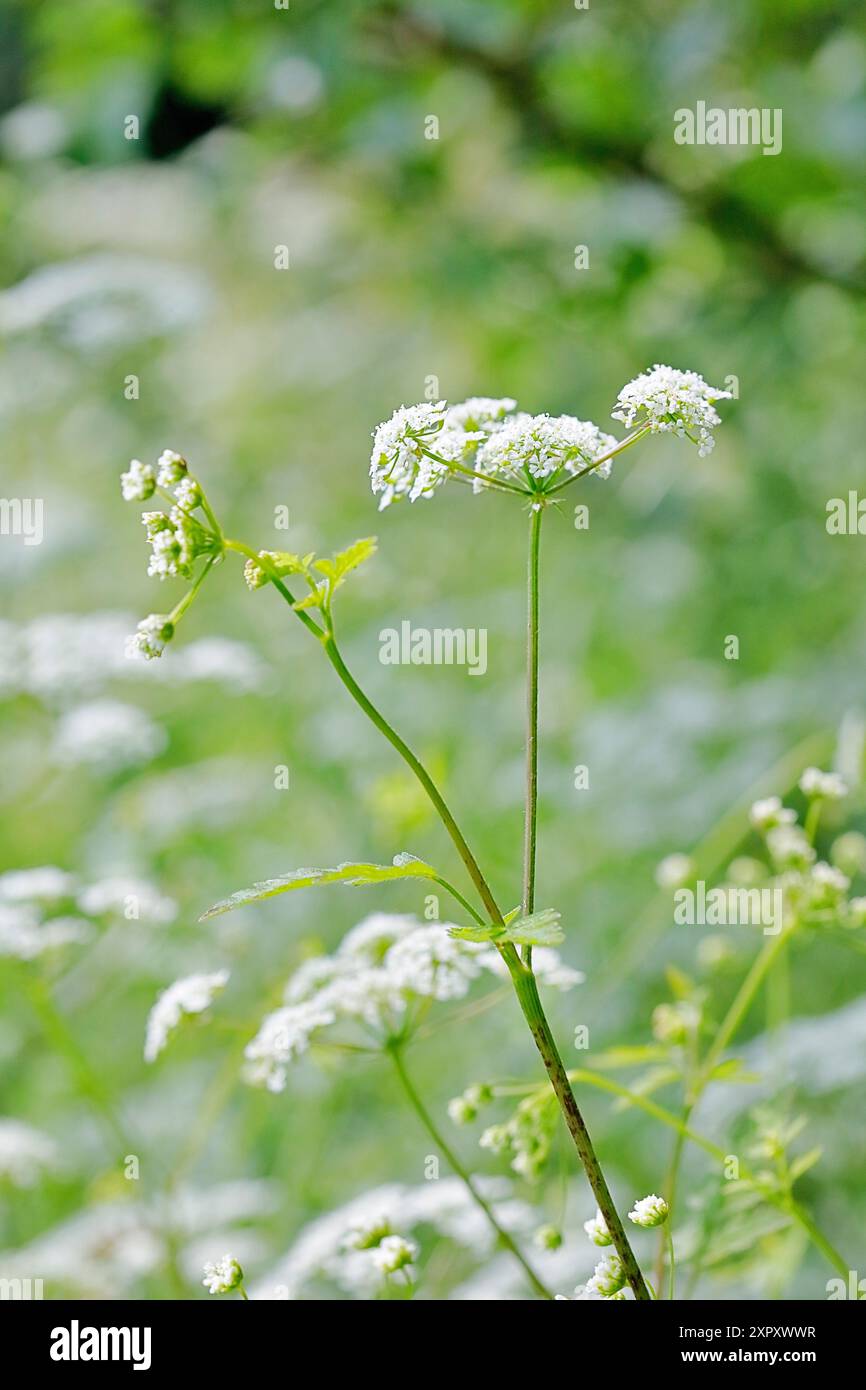 ground-elder, goutweed (Aegopodium podagraria), inflorescence, Germany ...