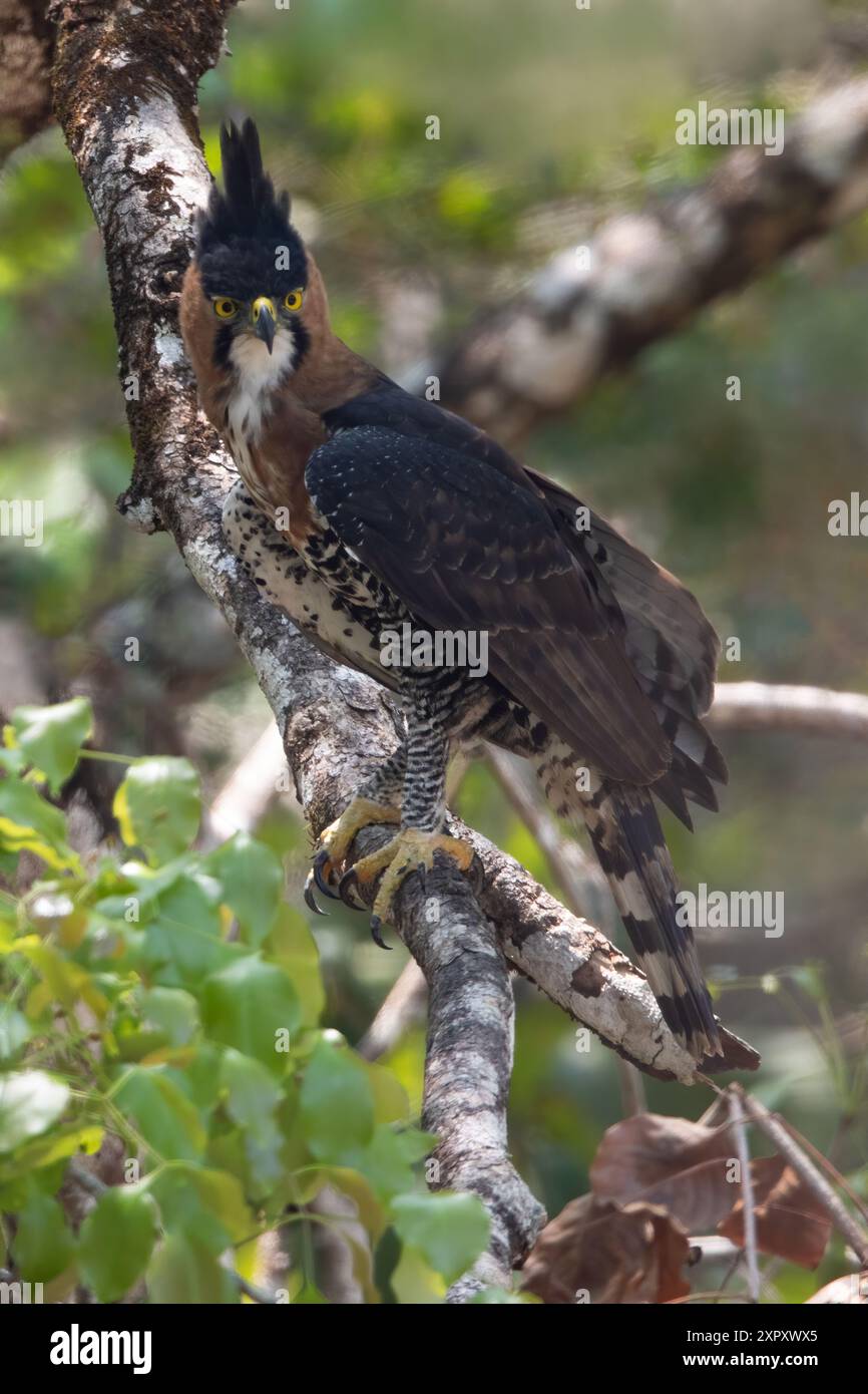 Ornate hawk eagle, Crested eagle hawk, Crested hawk eagle (Spizaetus ornatus), sitting on a ...