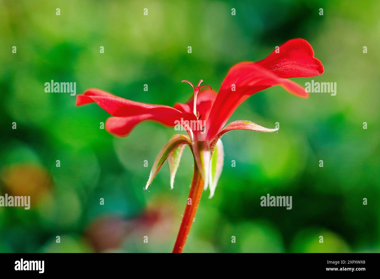 Ivy-leaved Geranium (Pelargonium peltatum 'Ville de Paris', Pelargonium ...