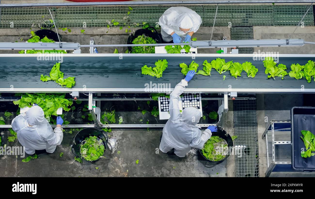 Aerial Shot at an Industrial Food Producer Facility. Conveyor Belt ...