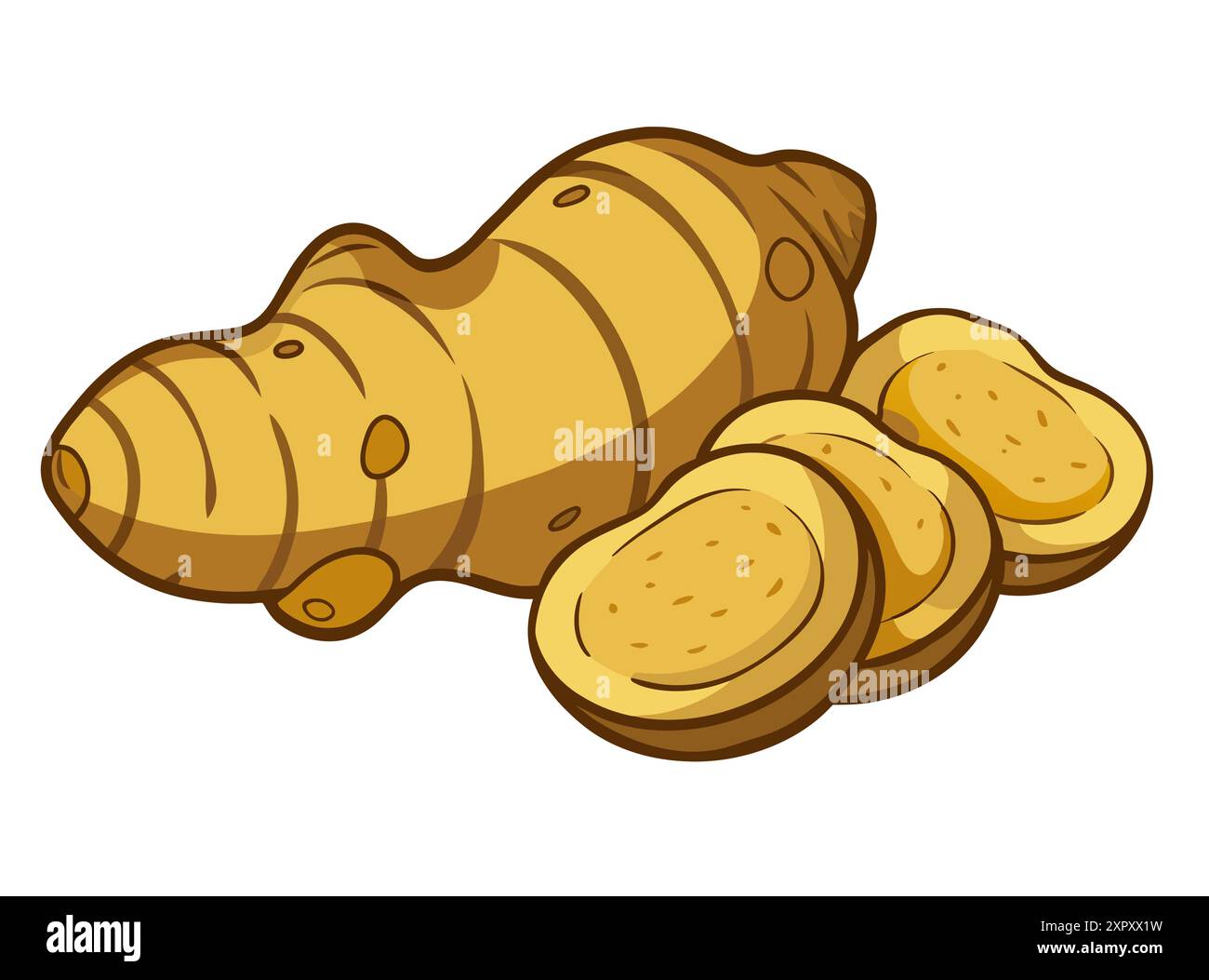 Hand drawn ginger root, whole and sliced. Cartoon style vector ...