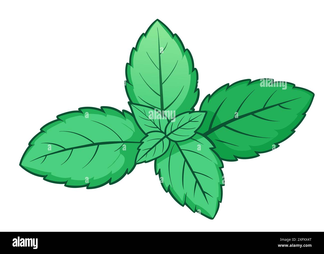 Hand drawn mint leaves isolated on white. Cartoon style vector ...