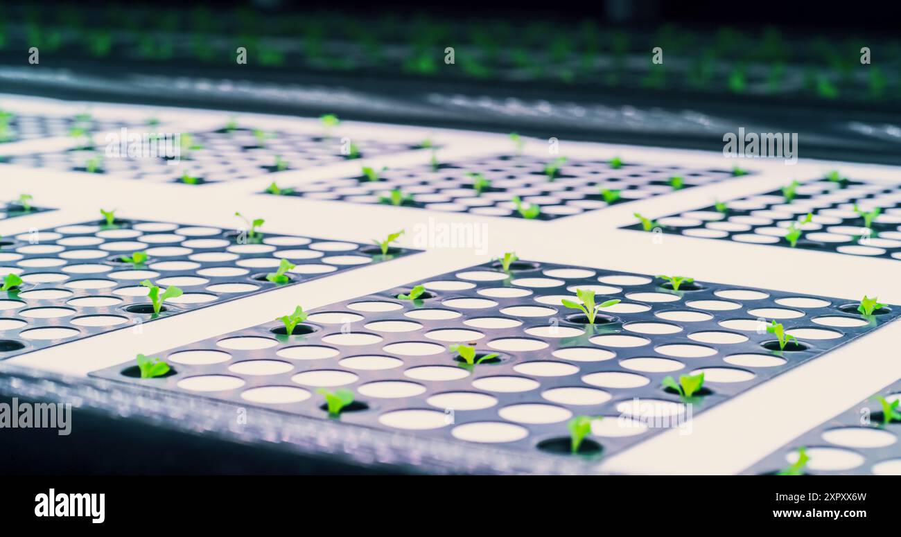 Small Crops Production in a Controlled Environment at a Modern Vertical ...