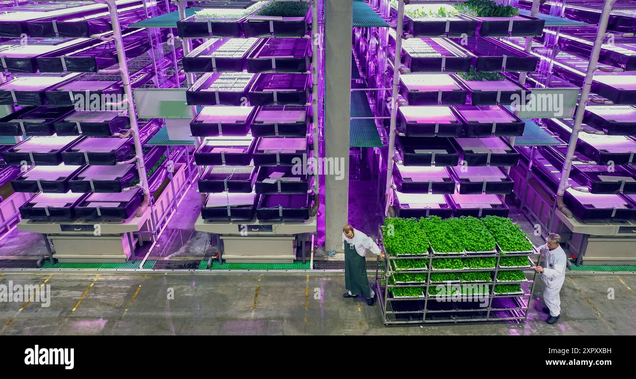 Modern Vertical Farm Operators Towing a Loaded Rack with Fresh Green ...