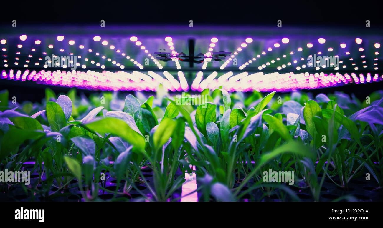 Vertical Farming Rack with Green Spinach Growing in Hydroponics System ...