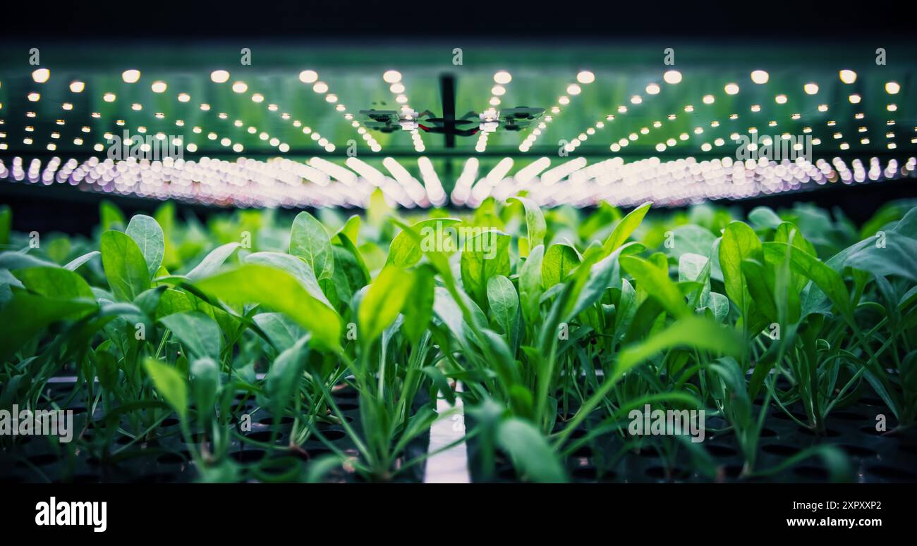 Spinach Leaves Mass Production in a Controlled Environment at Modern ...