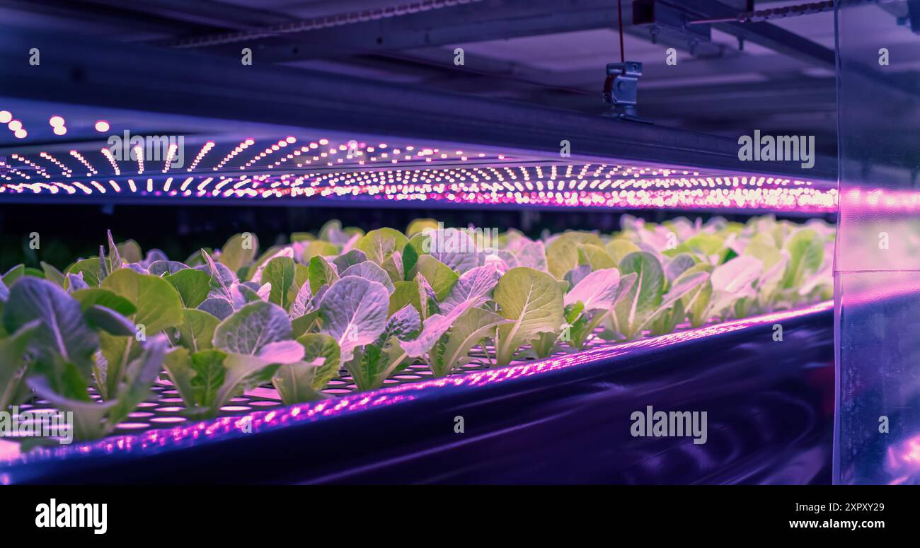 Vertical Farming Rack with Green Spinach Growing in a Hydroponics ...