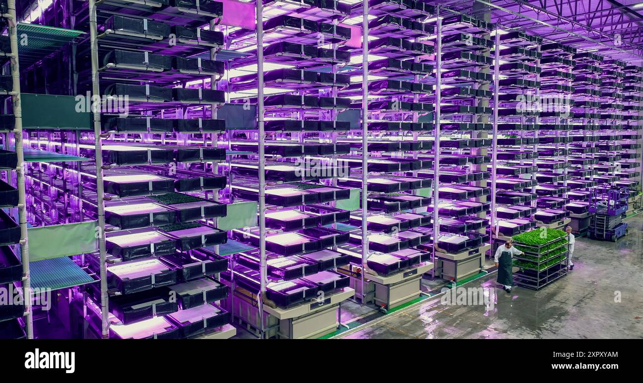 Aerial Shot at a Big Vertical Farm with Multiple Rows and Layers of ...