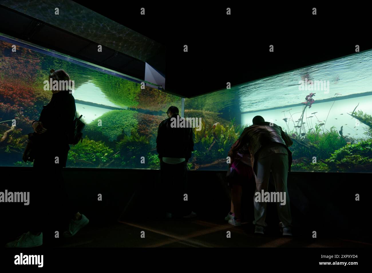 Visitors explore "Forests Underwater" a mesmerizing aquascape ...