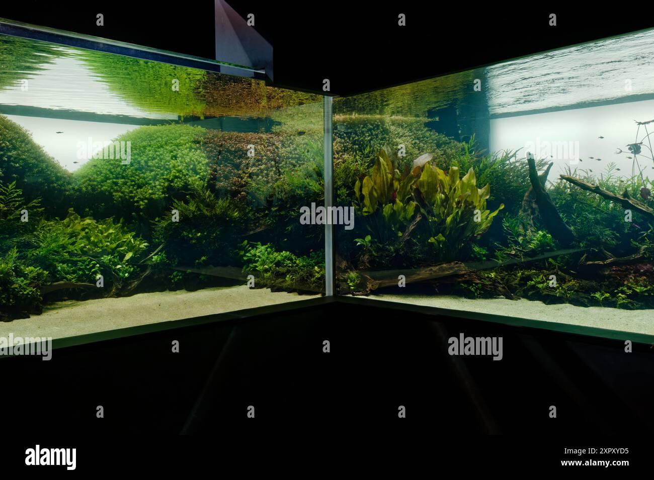 Marine life exhibit hi-res stock photography and images - Alamy