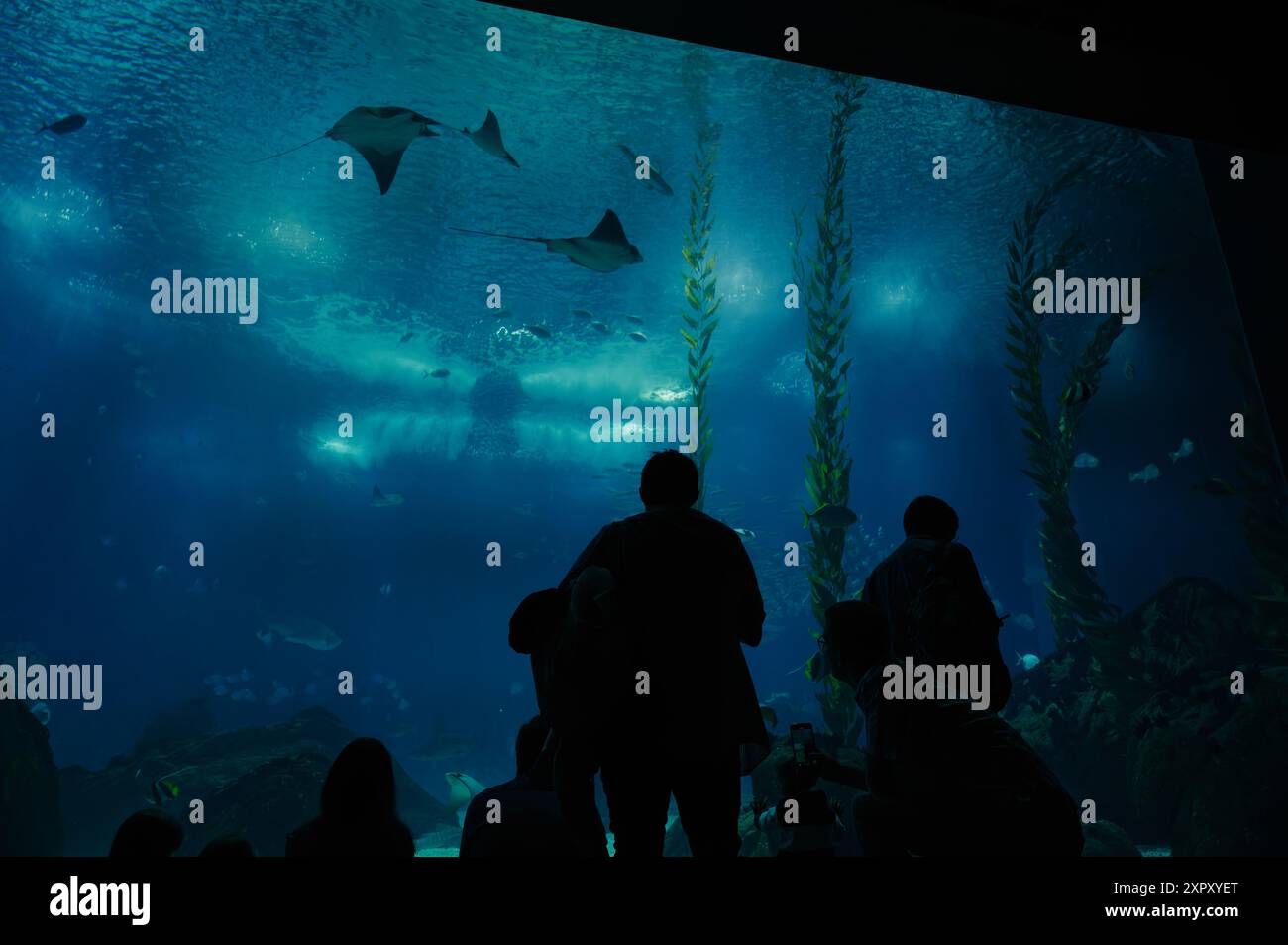 Visitors admire the mesmerizing marine life, including graceful rays ...