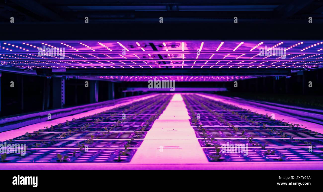 Vertical Farming Rack with Green Crops Growing in a Hydroponics System ...