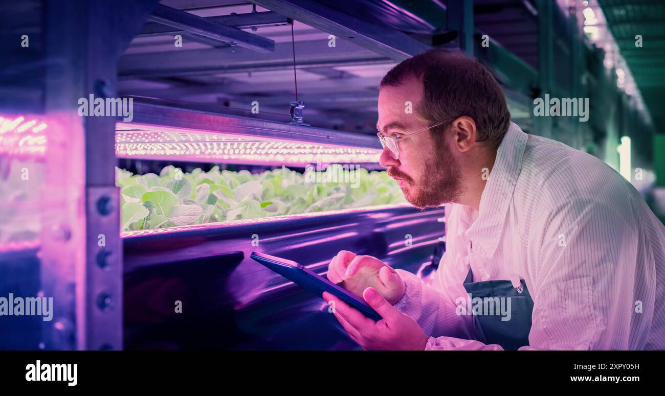 Farmer in Glasses Working in a Vertical Farm with Ultraviolet LED ...