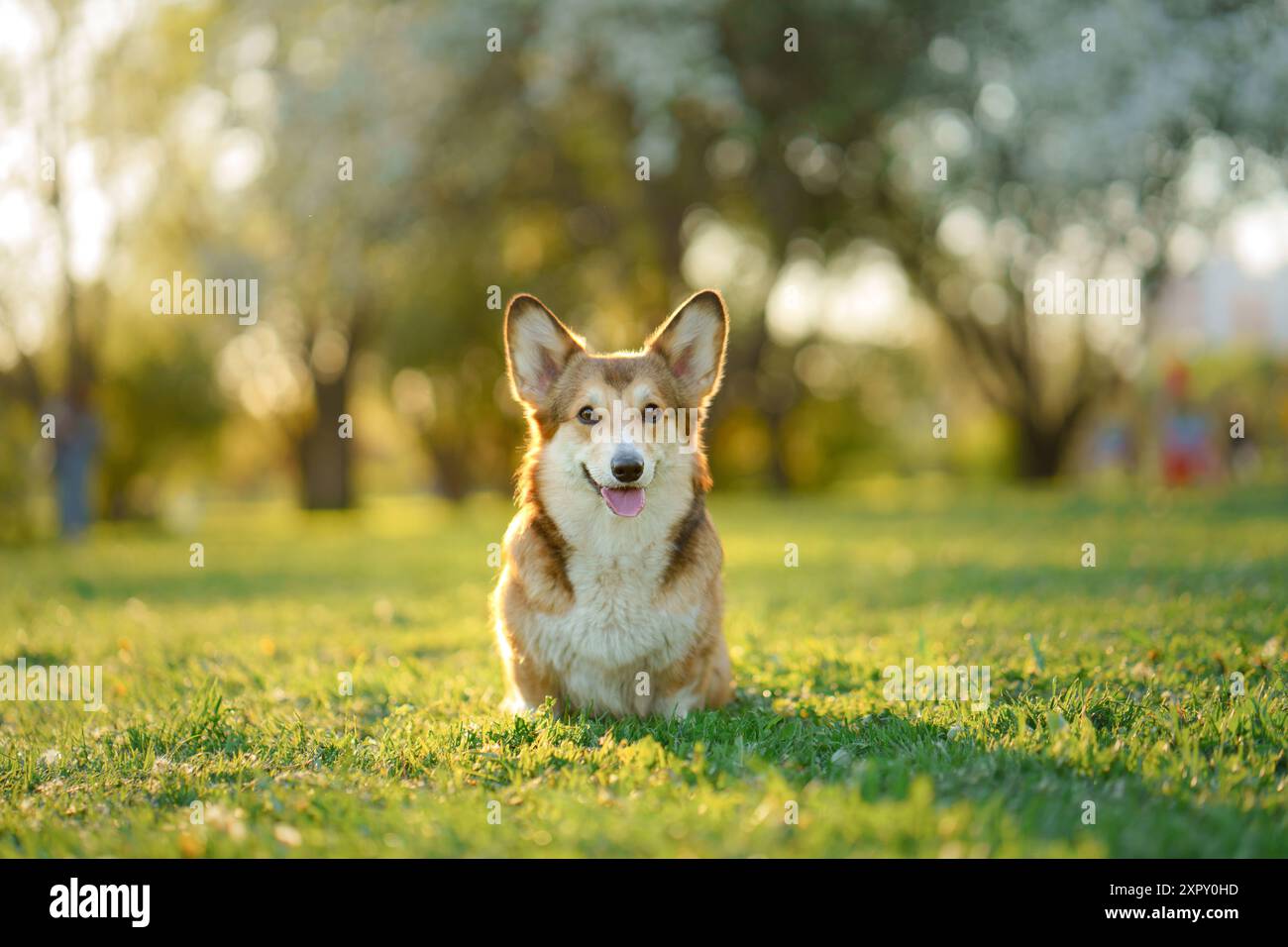 A cheerful Corgi dog happily enjoying the fresh spring air Stock Photo ...