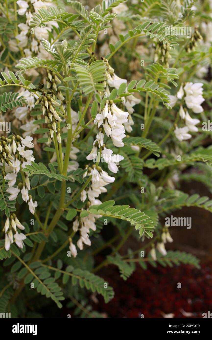 Milk Vetch, Astragalus lusitanicus subsp orientalis, Fabaceae, Morocco ...