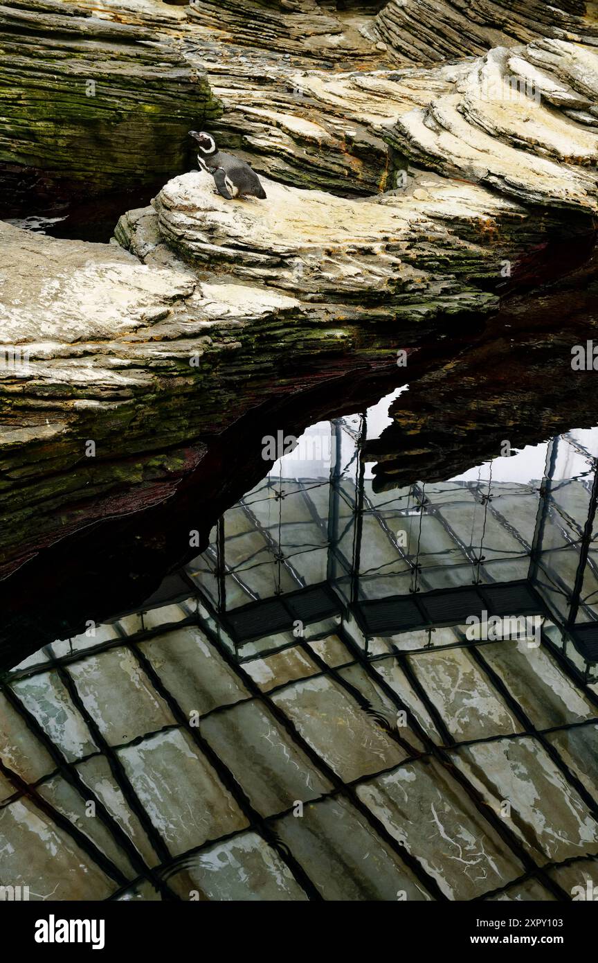 Puffin exhibit hi-res stock photography and images - Alamy