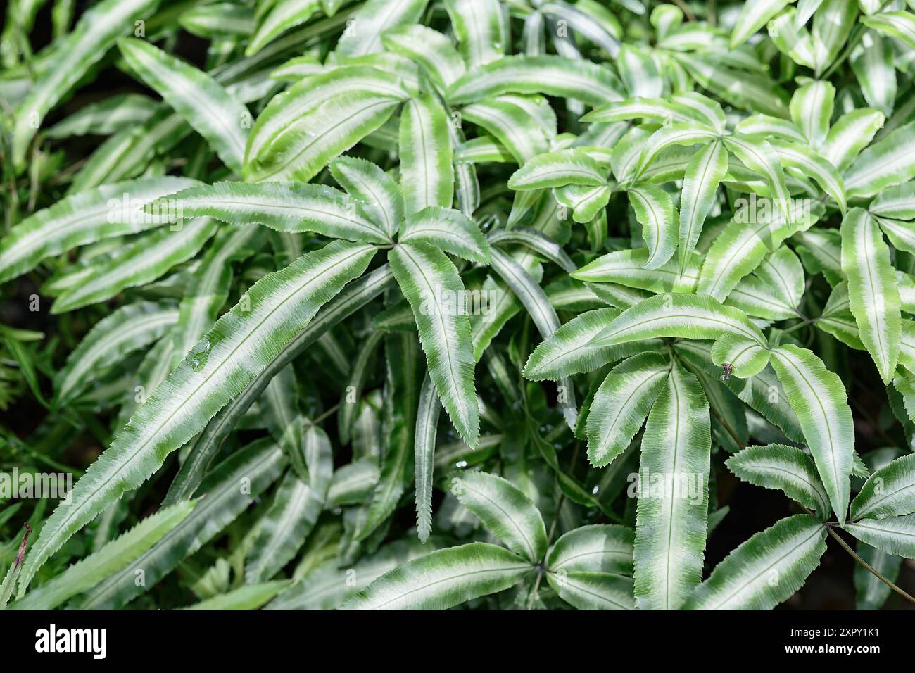 White striped Cretan brake (Pteris cretica Cv. Albolineata ...