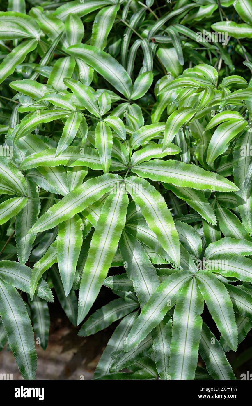 White striped Cretan brake (Pteris cretica Cv. Albolineata ...