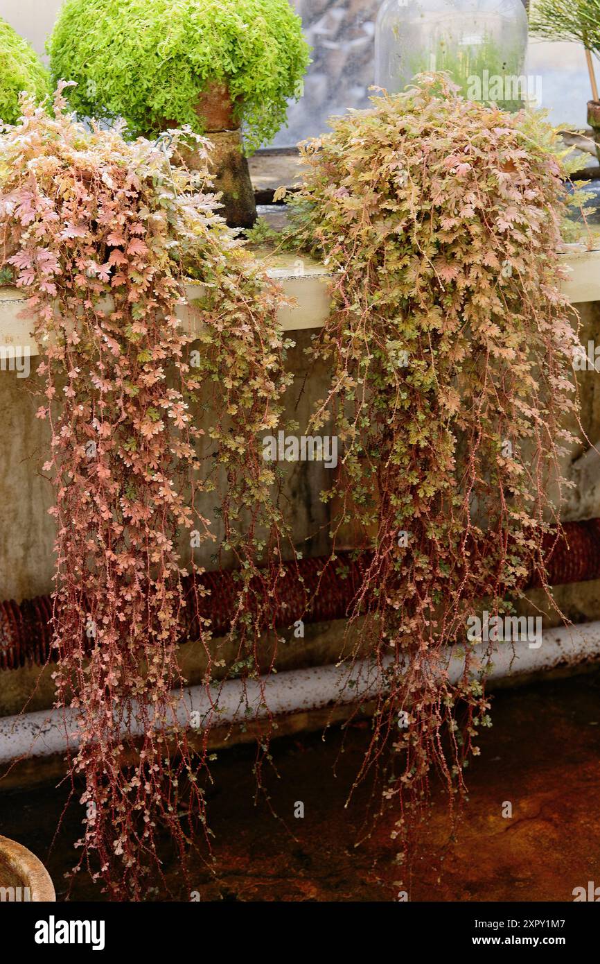 Blue spikemoss (Selaginella uncinata), Selaginellaceae. herbaceous fern ...