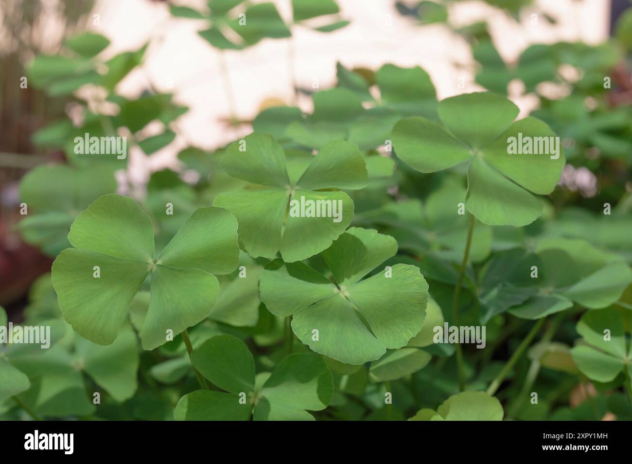 Marsilea macrocarpa, Marsileaceae. herbaceous fern, ornamental plant. four-leaf clover Stock ...