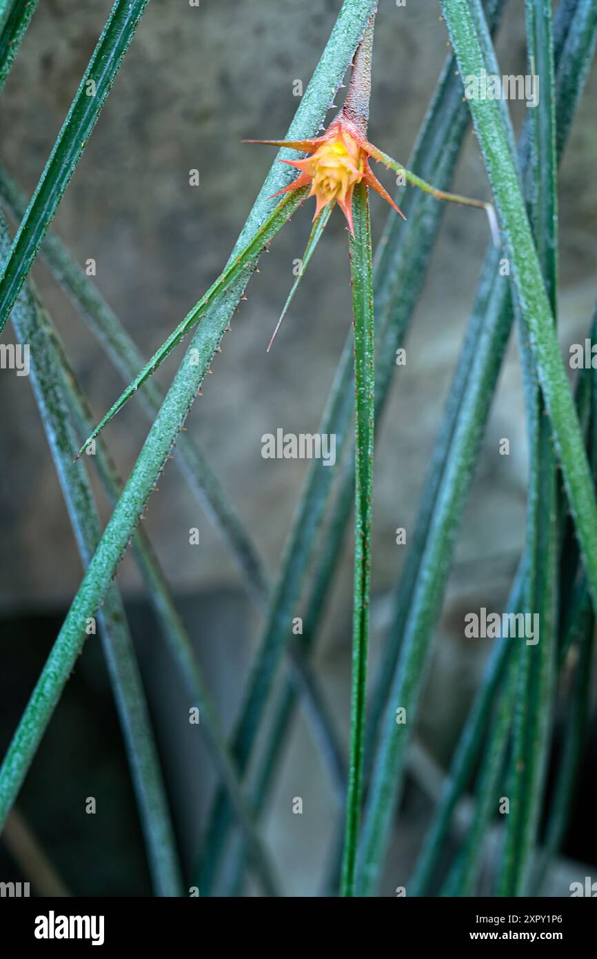 Acanthostachys strobilacea, Bromeliaceae. Rare plant of Brazilian ...