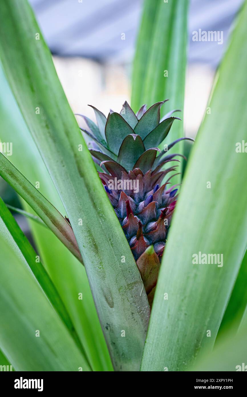 Botany bromeliaceae pineapple hi-res stock photography and images - Alamy