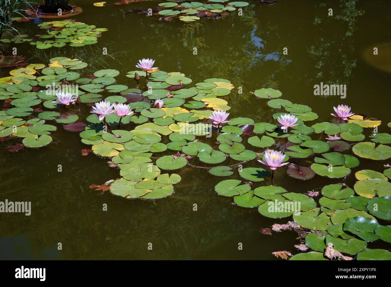 Nymphaea Cv. Marliacea Rosea, Nymphaeaceae. perennial aquatic herb ...