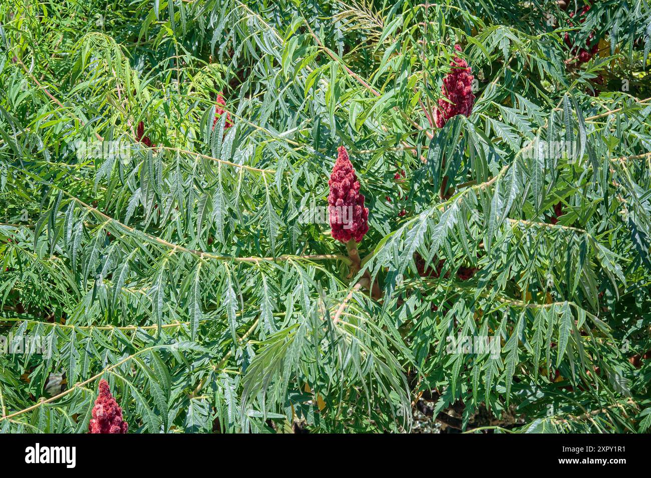 Staghorn sumac (Rhus typhina), Anacardiaceae. deciduous shrub ...