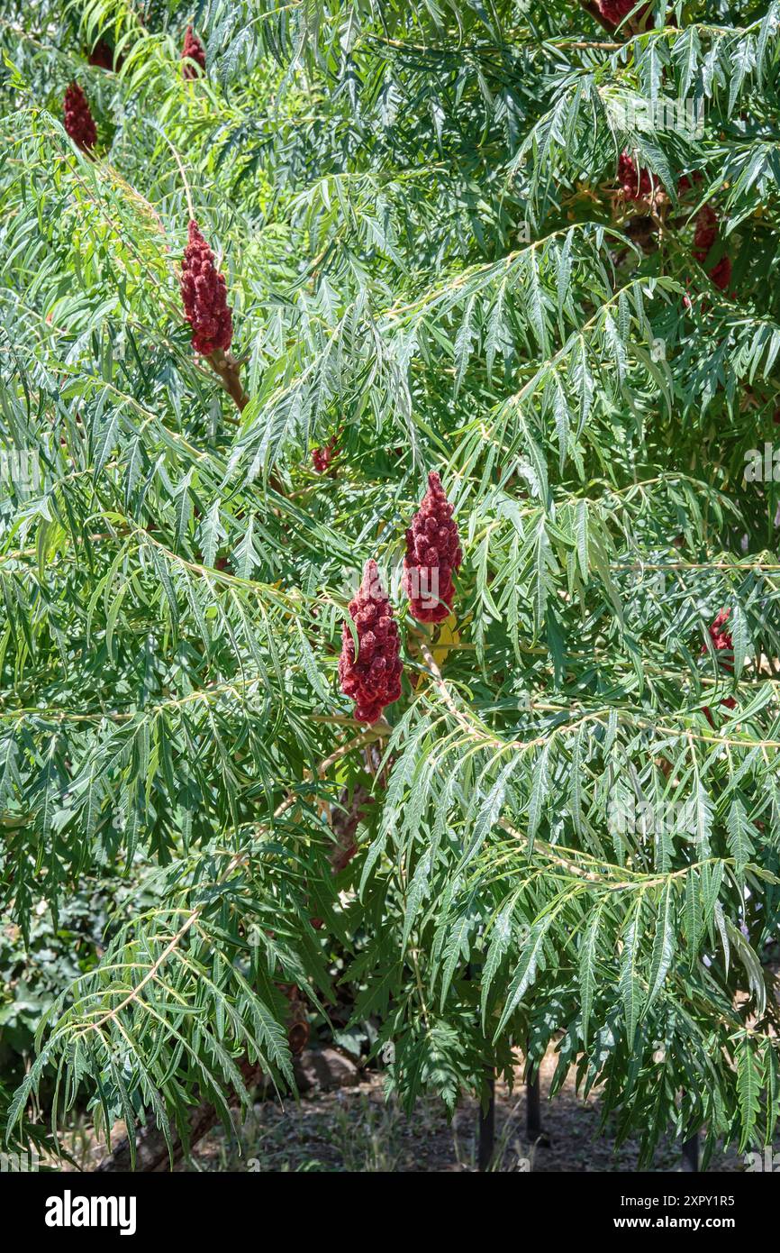Staghorn sumac (Rhus typhina), Anacardiaceae. deciduous shrub ...