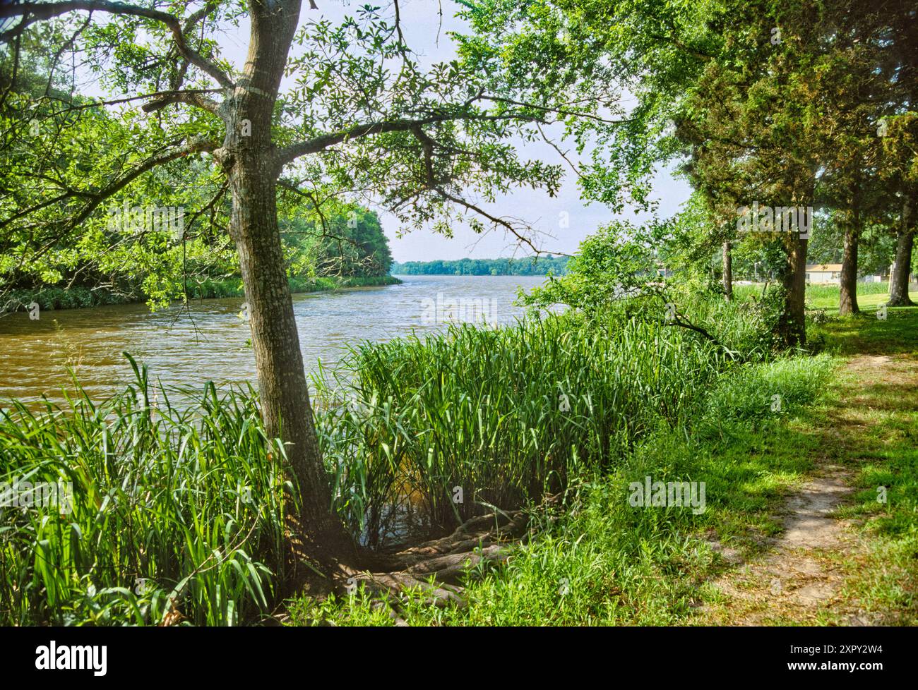 Hiking trail, fresh reed grass at arm of Fort Parker Lake, near picnic ...