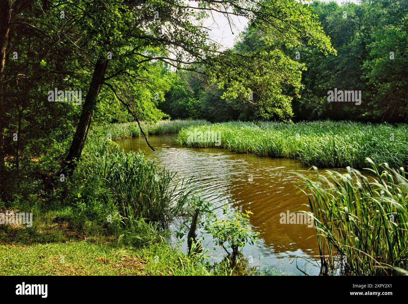 Reed grass, trees at arm of Fort Parker Lake, near picnic area, Fort ...