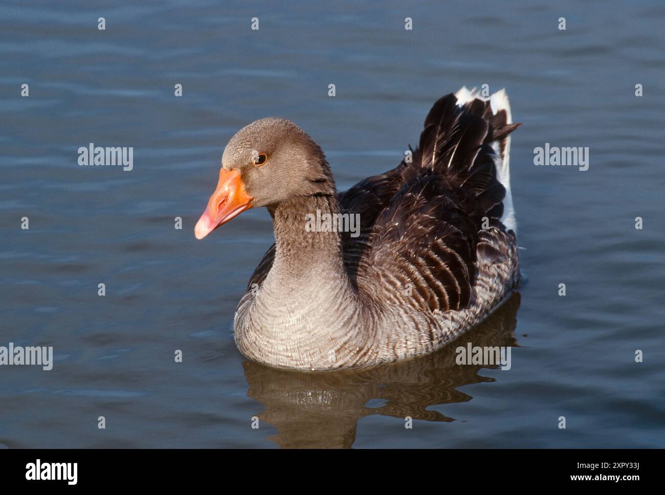 A greylag goose (Anser anser) at Fort Parker Lake, Fort Parker State ...