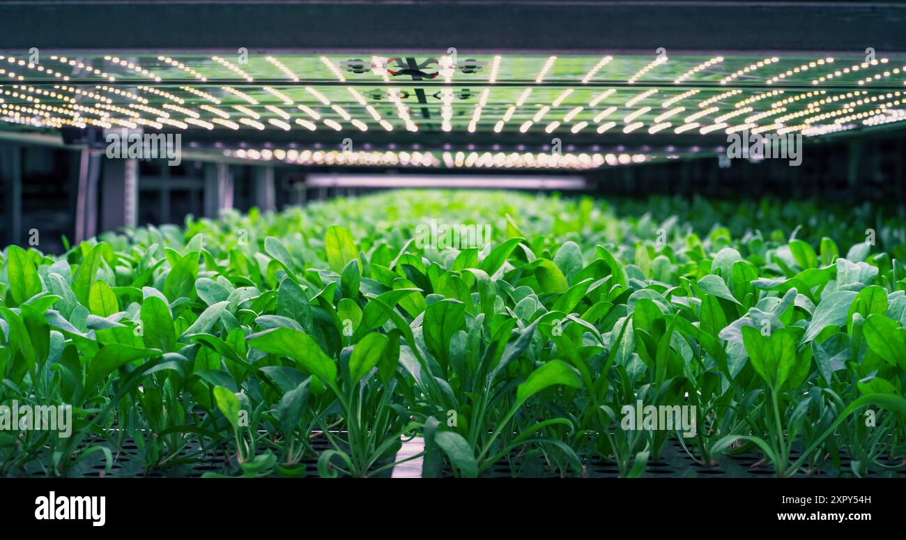 Spinach Leaves Mass Production in a Controlled Environment at a Modern ...