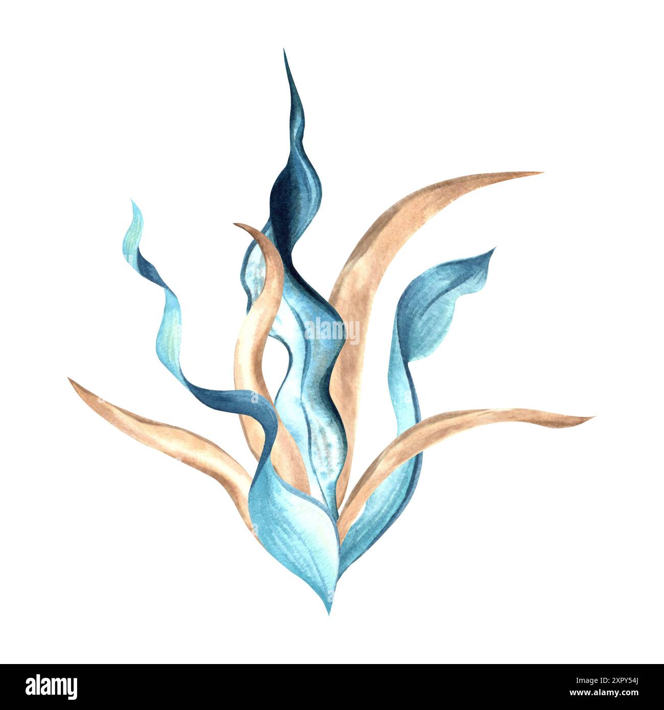 Underwater Seaweed. Hand drawn watercolor illustration isolated of ...